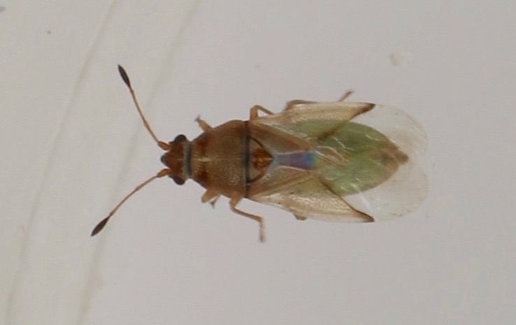 Réf. 325721 — INSECTA > Heteroptera > Cymidae > Cymus claviculus - www ...