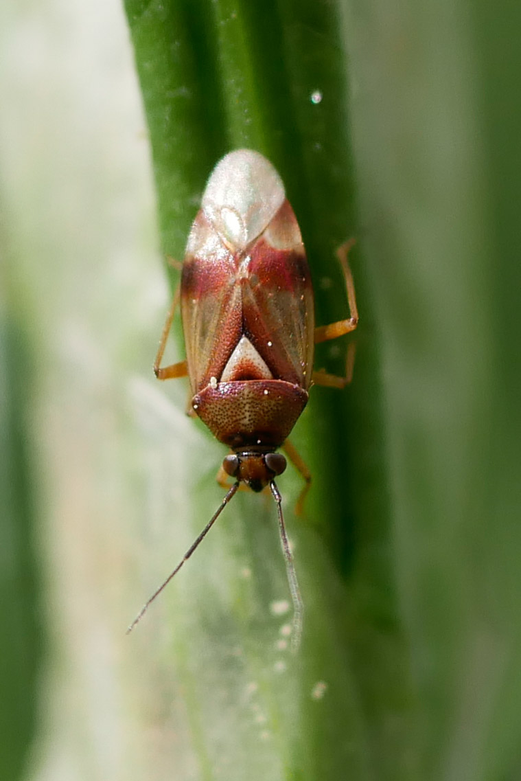 Réf. 325157 — INSECTA > Heteroptera > Miridae > Orthops (Montanorthops ...