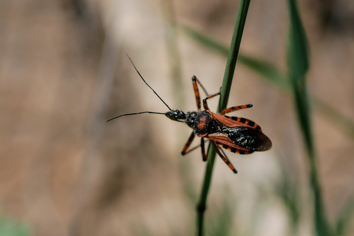 Réf. 325351 — INSECTA > Heteroptera > Reduviidae > Rhynocoris sp. - www ...