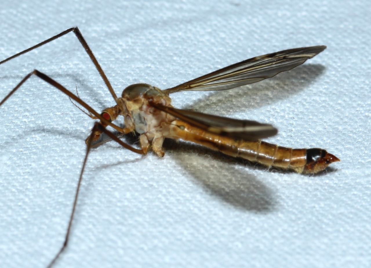 Réf. 326453 — INSECTA > Diptera > Tipulidae > Tipula (Lunatipula ...