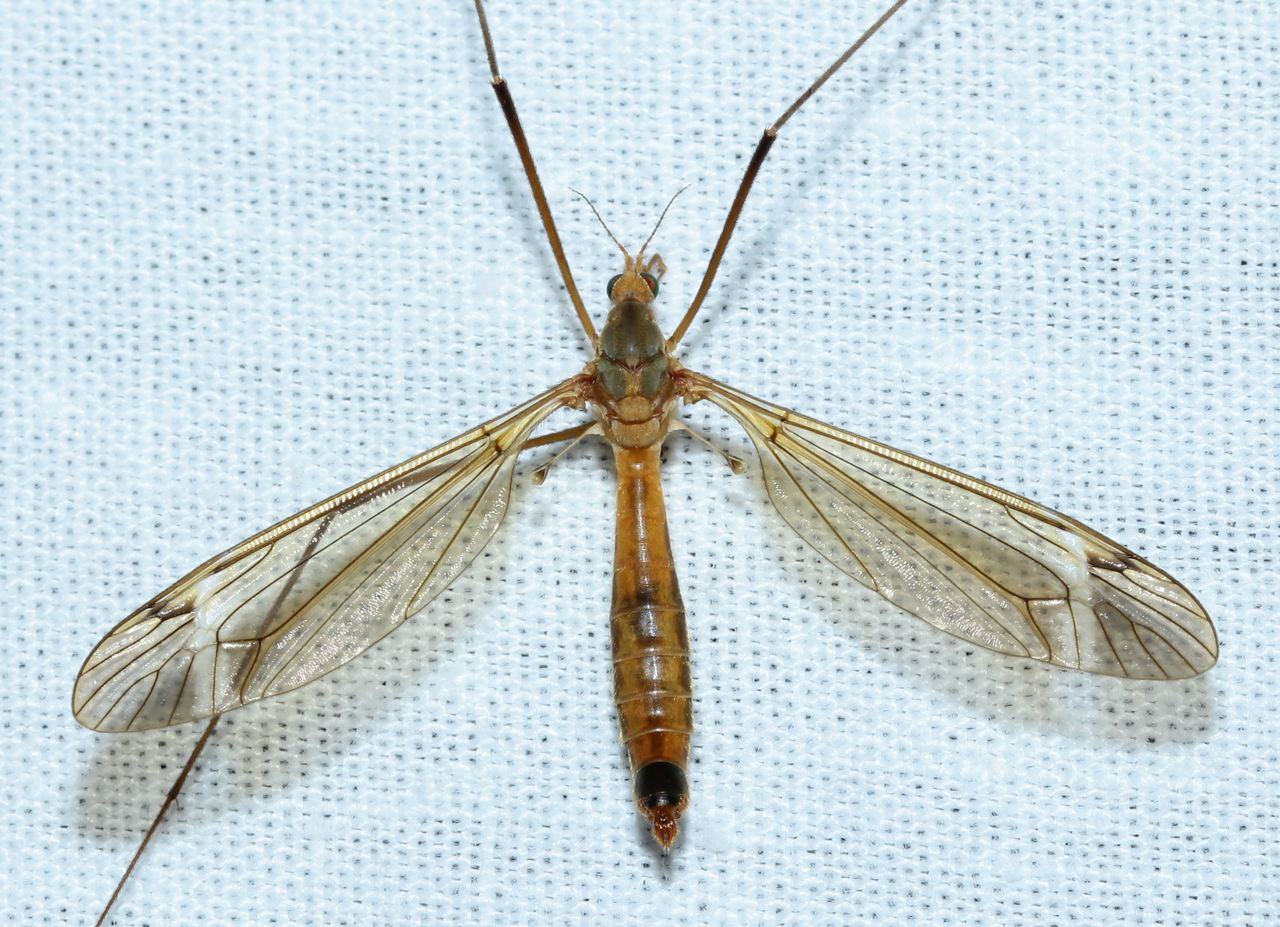 Réf. 326452 — INSECTA > Diptera > Tipulidae > Tipula (Lunatipula ...