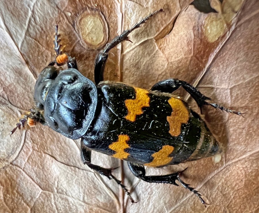 Réf. 326685 — INSECTA > Coleoptera > Silphidae > Nicrophorus ...