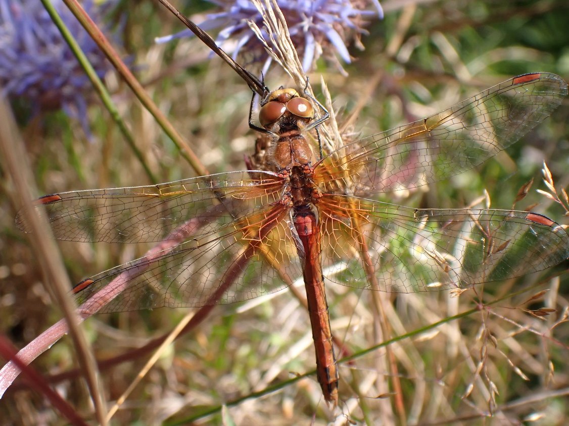 Réf. 326448 — INSECTA > Odonata > Libellulidae > Sympetrum flaveolum ...