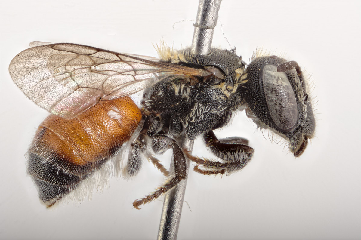 Réf. 327961 — INSECTA > Hymenoptera > Megachilidae > Protosmia ...