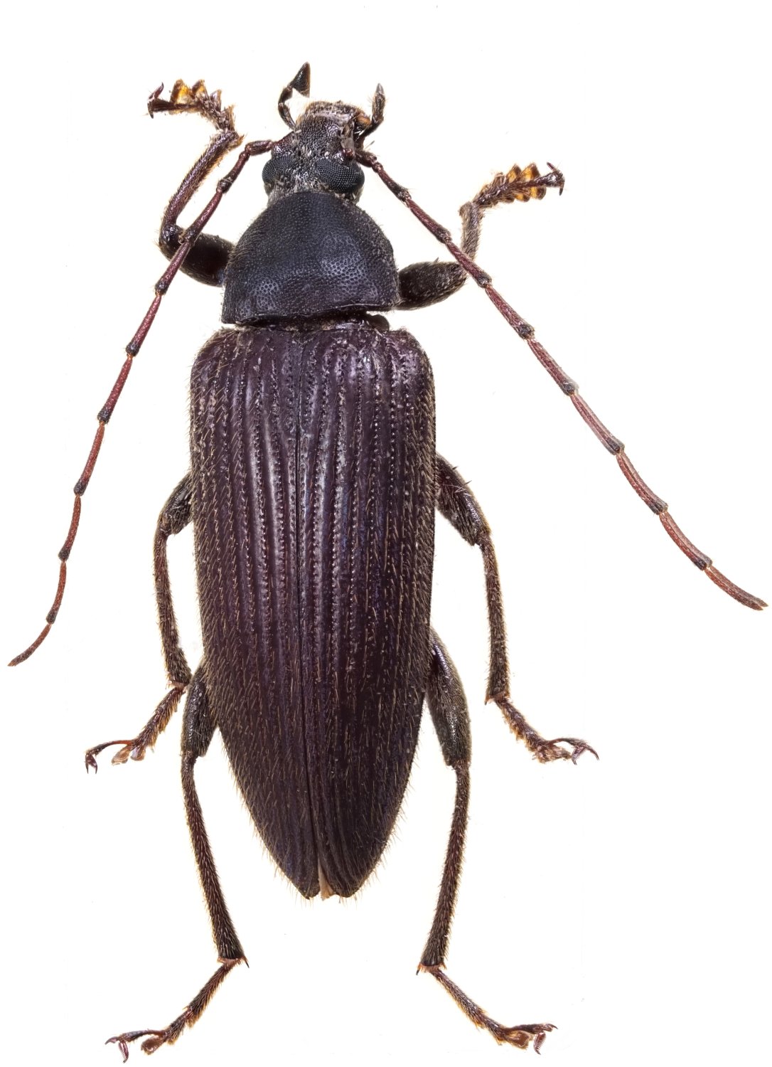 Réf. 327196 — INSECTA > Coleoptera > Tenebrionidae > Bolbostetha ...