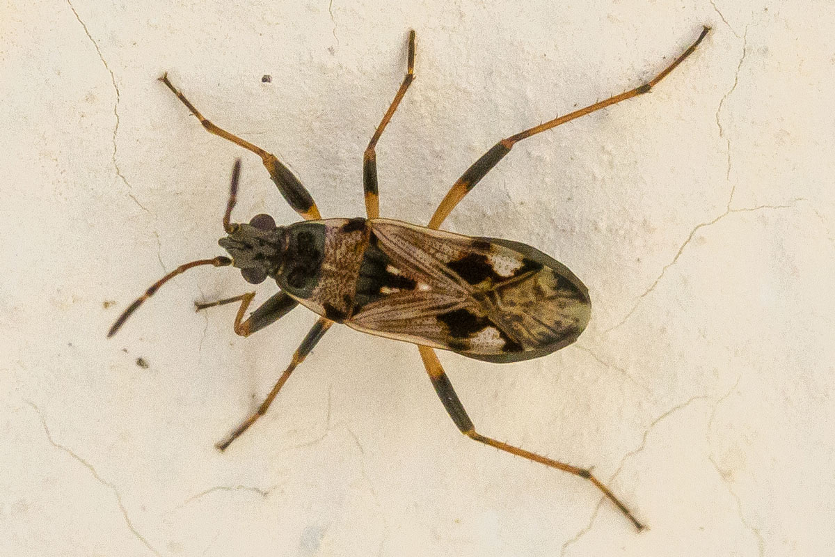 Réf. 327337 — INSECTA > Heteroptera > Rhyparochromidae > Beosus ...