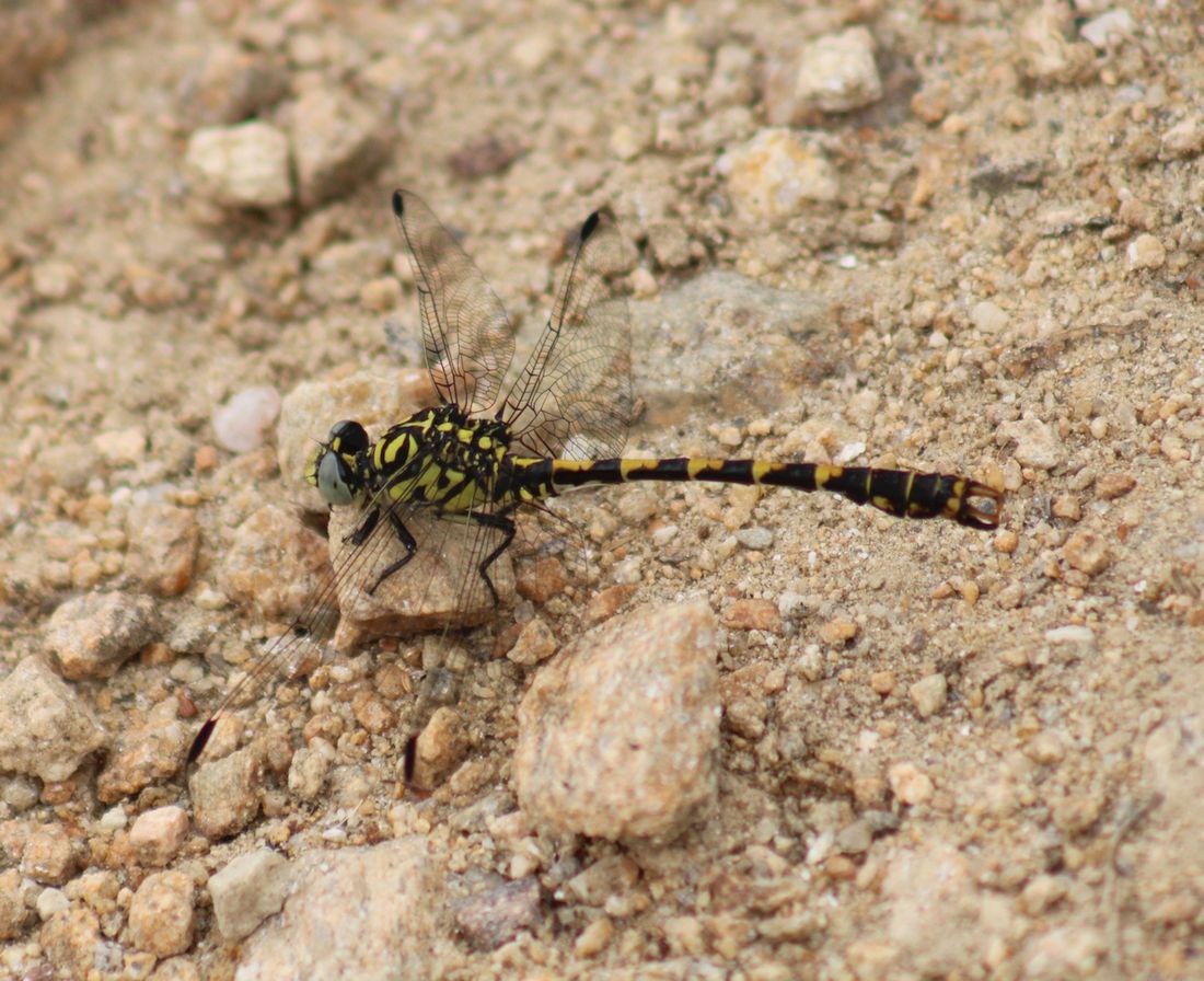 Réf. 327858 — INSECTA > Odonata > Gomphidae > Onychogomphus forcipatus - www.galerie-insecte.org