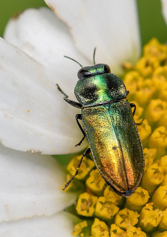 Réf. 327348 — INSECTA > Coleoptera > Buprestidae > Anthaxia (Anthaxia ...