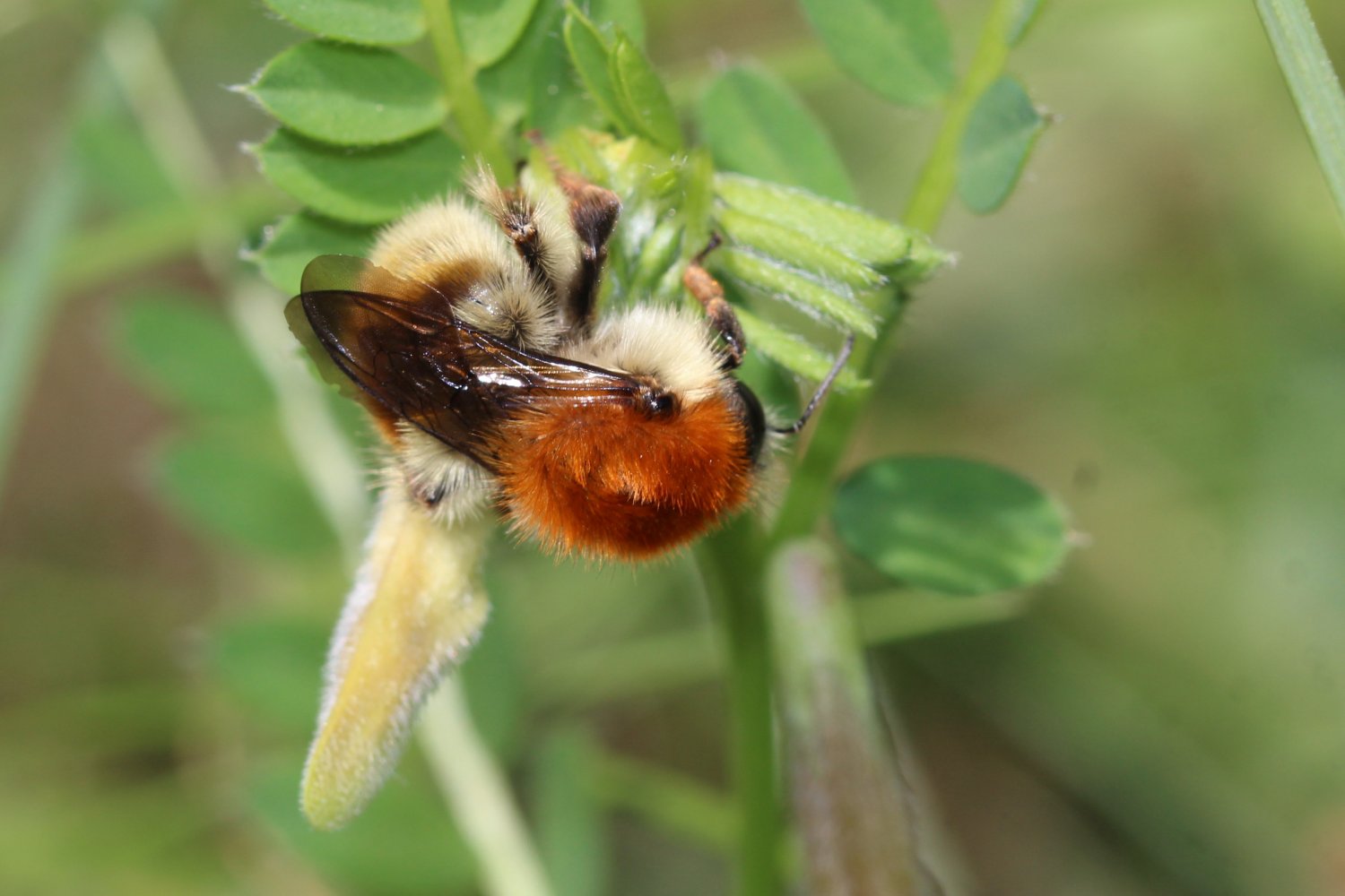 Réf. 327468 — INSECTA > Hymenoptera > Apidae > Bombus (Thoracobombus ...