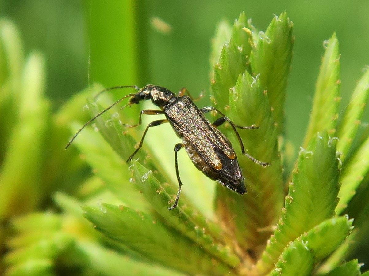 Réf. 327053 — INSECTA > Coleoptera > Oedemeridae > Oedemera (Oedemera ...