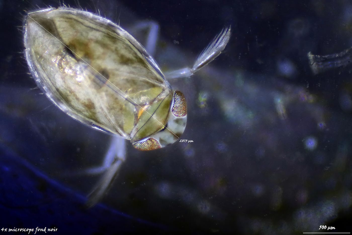 Réf. 328233 — INSECTA > Heteroptera > Corixidae > Micronecta sp. - www ...