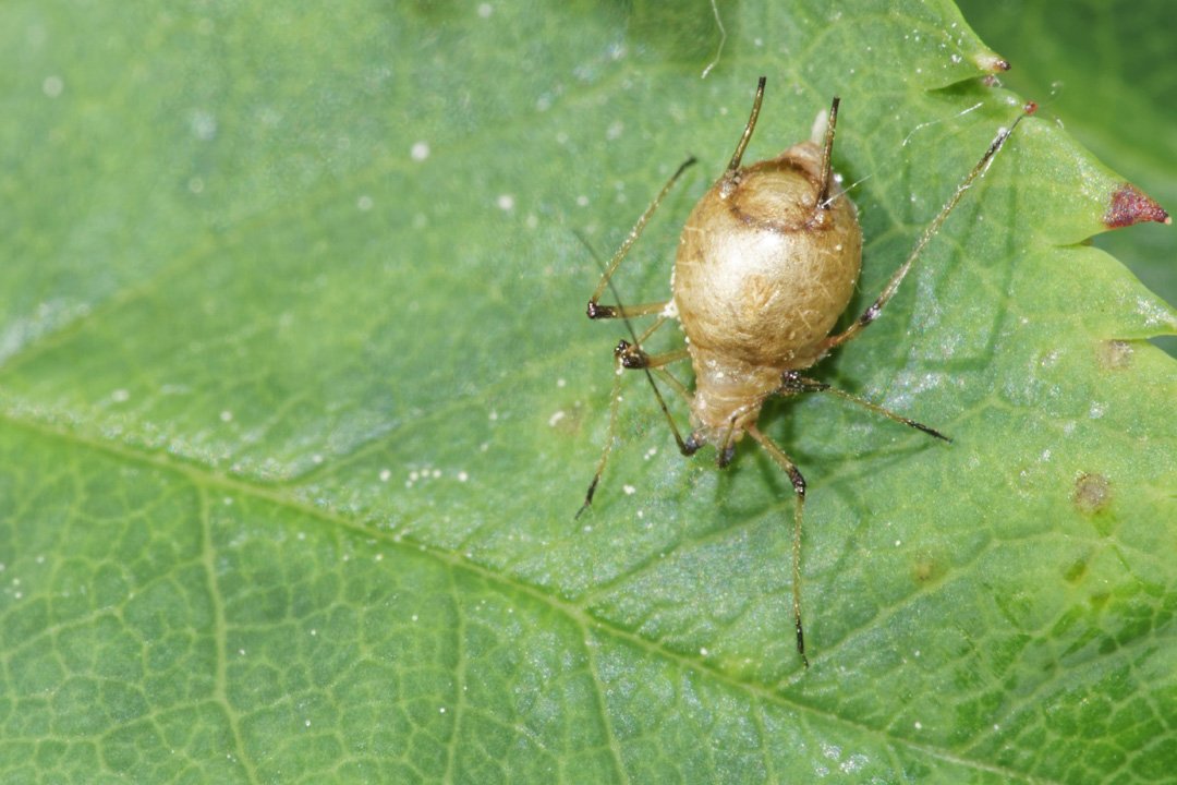 Réf. 328907 — INSECTA > Homoptera > Aphididae > Macrosiphum sp. - www ...