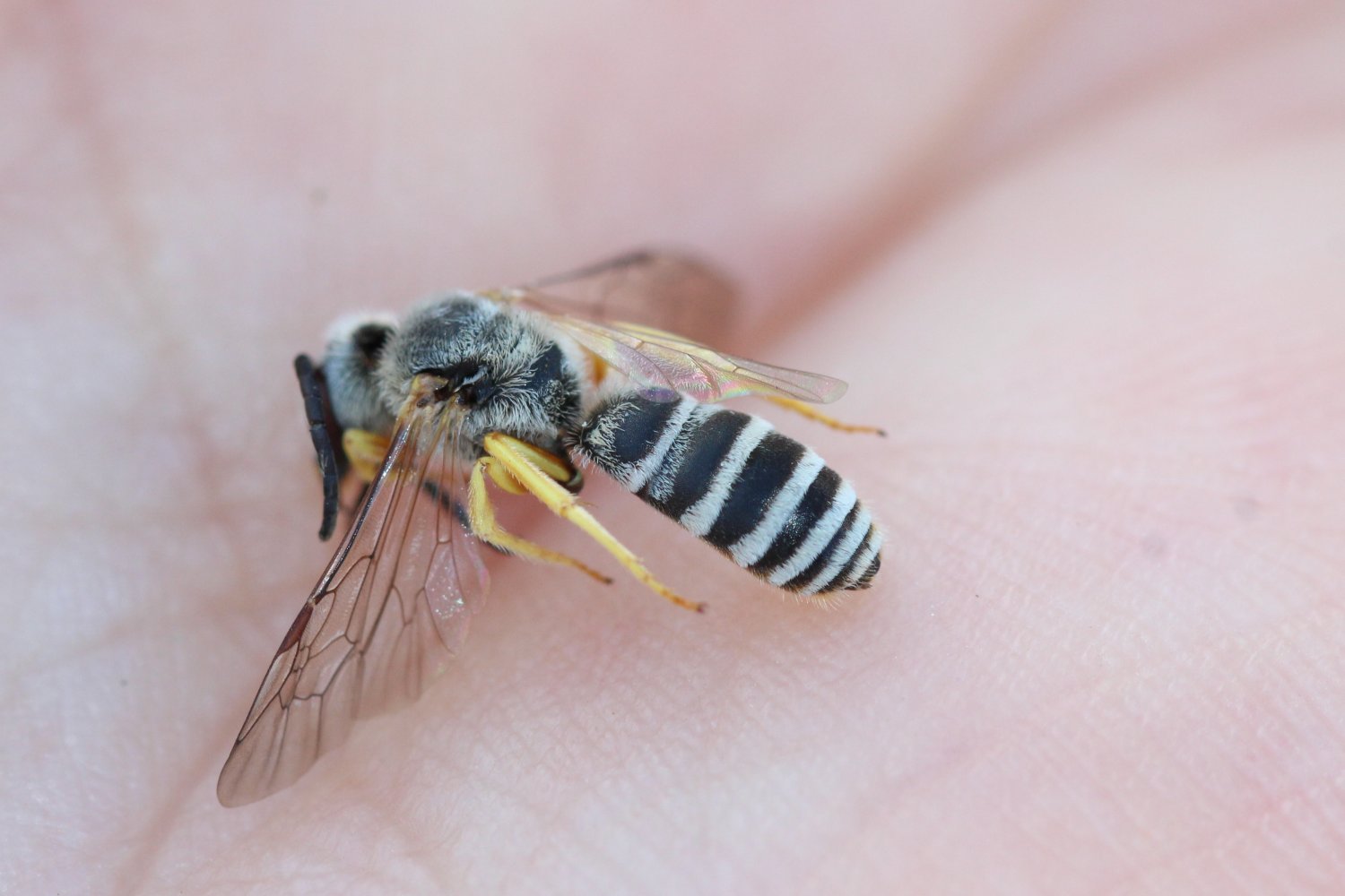 Réf. 329552 — INSECTA > Hymenoptera > Halictidae > Halictus ...