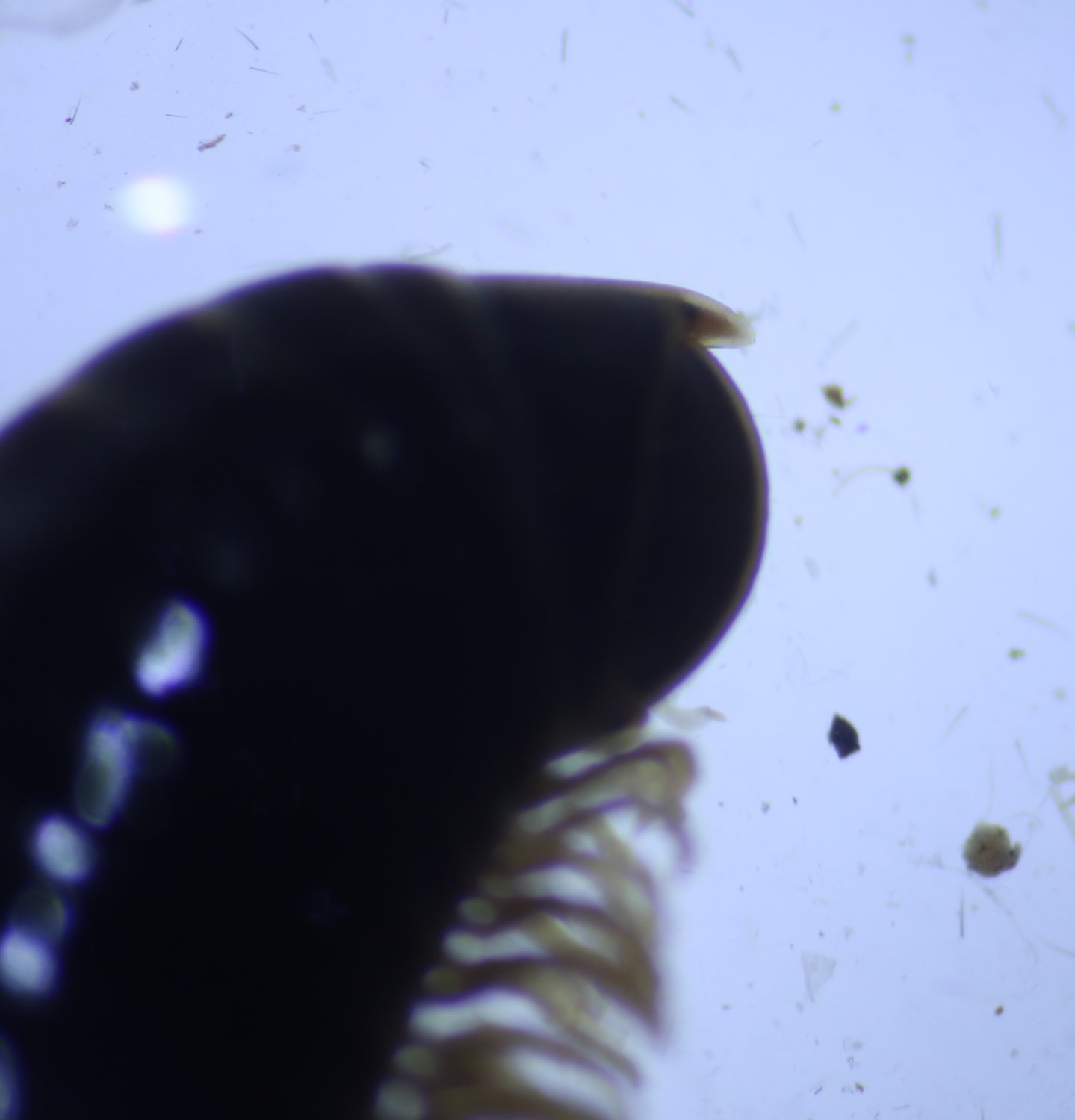 Réf. 329763 — DIPLOPODA > Julida > Julidae > Cylindroiulus sp. - www ...