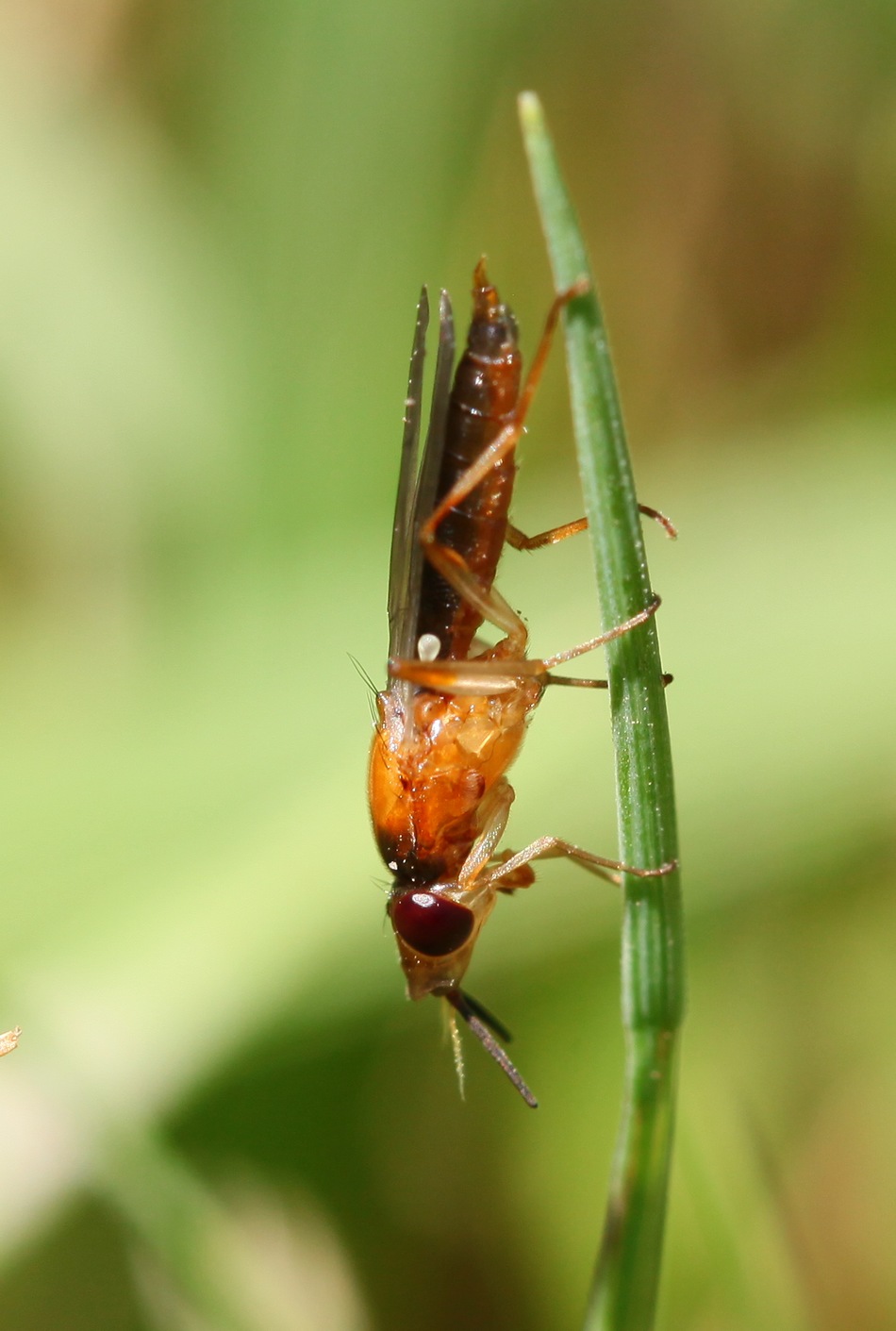 Réf. 329010 — INSECTA > Diptera > Psilidae > Loxocera (Imantimyia) albiseta - www.galerie ...