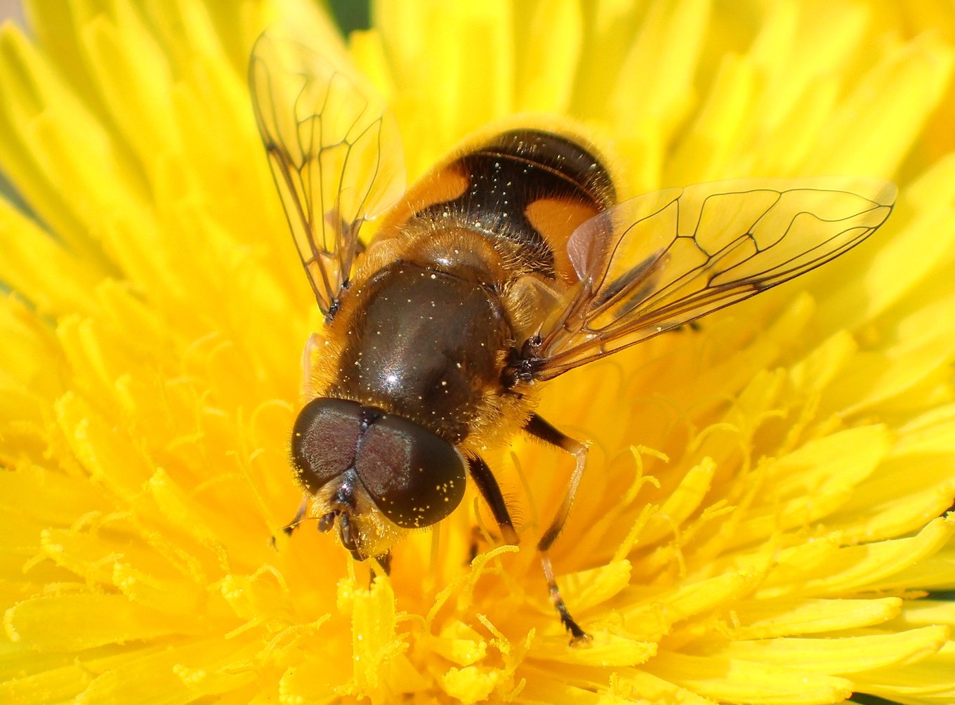 Réf. 329450 — INSECTA > Diptera > Syrphidae > Eristalis (Eoseristalis ...