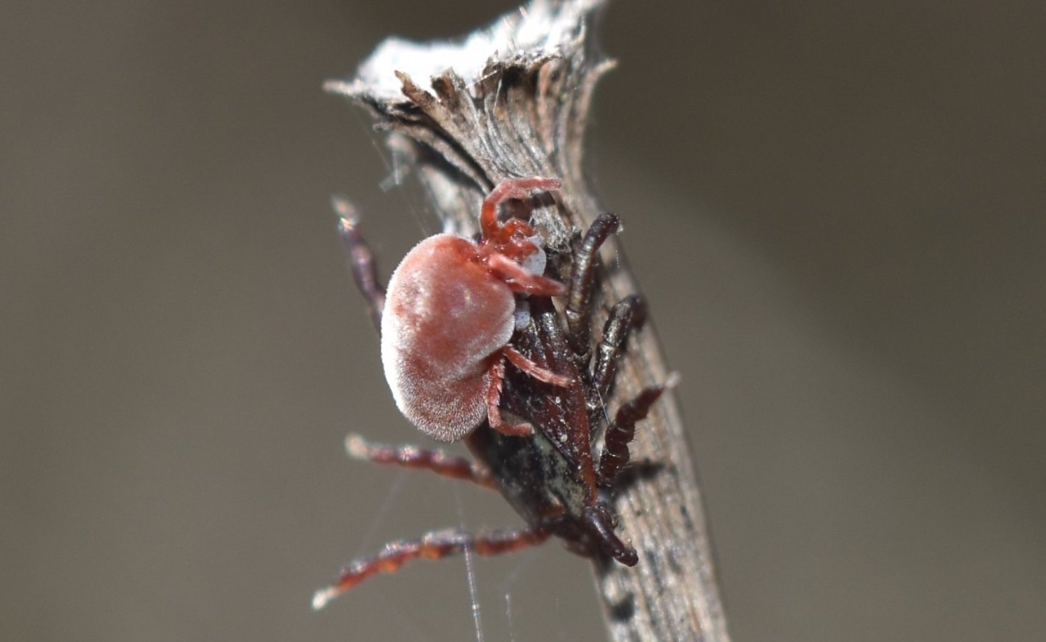 Réf. 329098 — ARACHNIDA > Prostigmata > Trombidiidae > Allothrombium sp ...