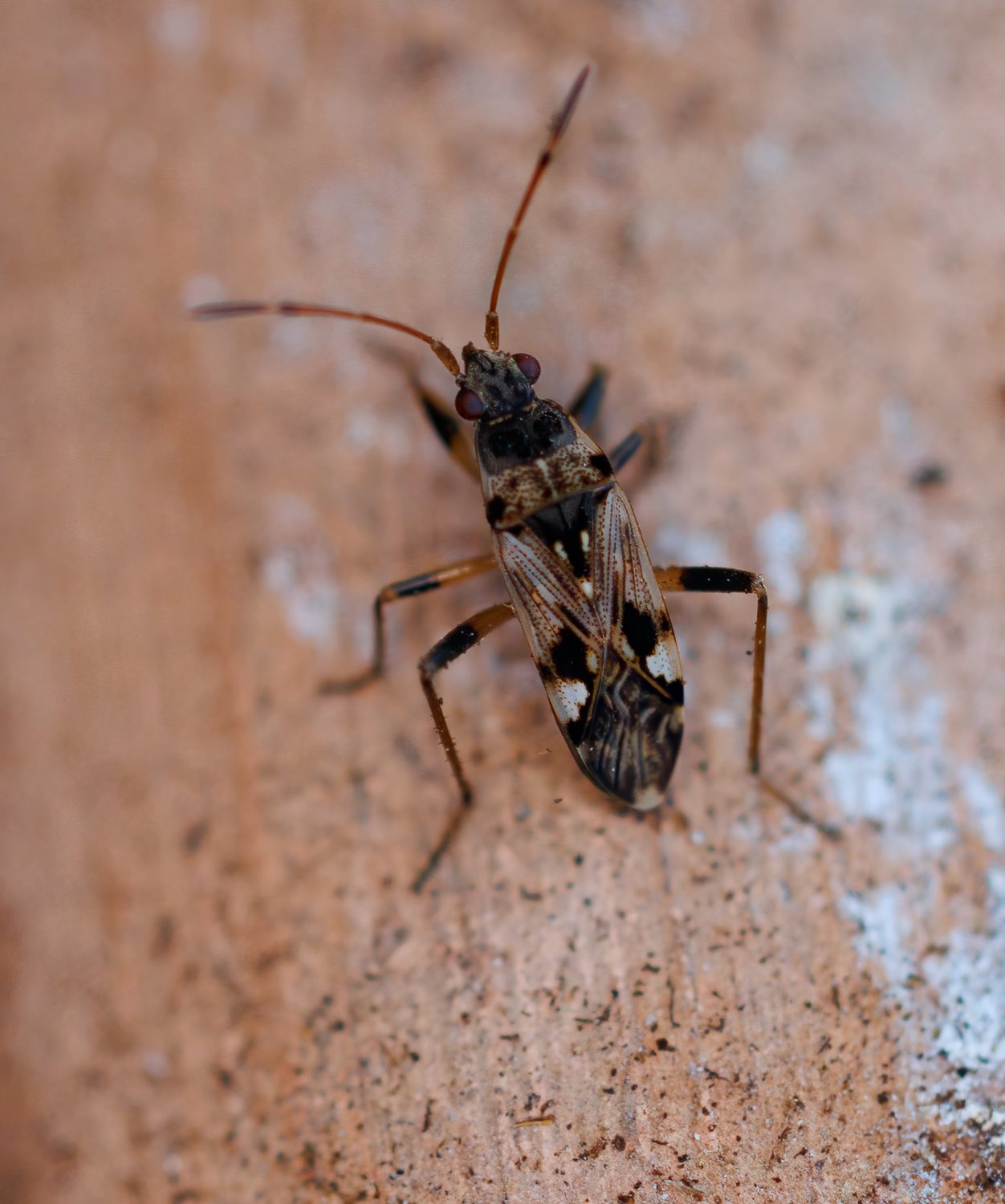 Réf. 329833 — INSECTA > Heteroptera > Rhyparochromidae > Beosus ...