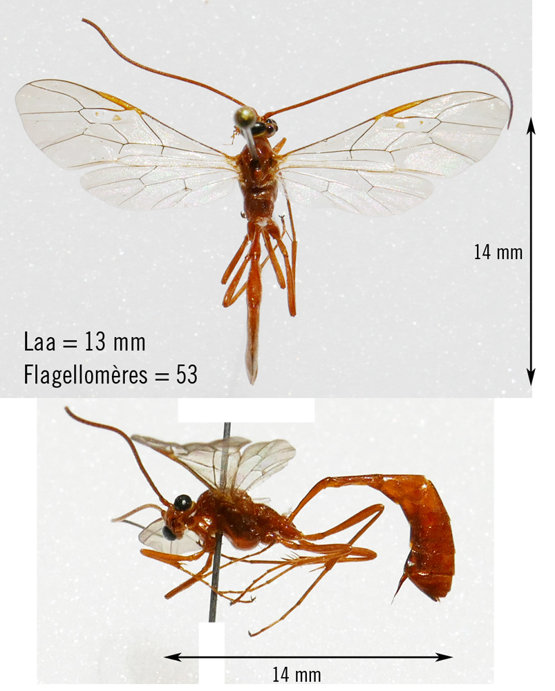 Réf. 329326 — INSECTA > Hymenoptera > Ichneumonidae > Enicospilus ...
