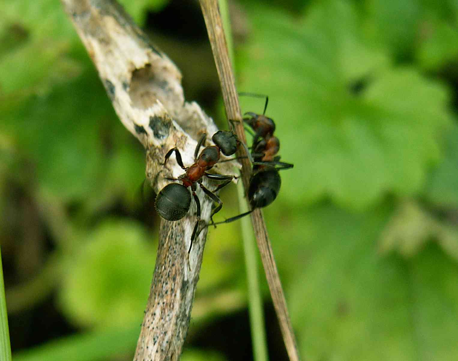 Réf. 33383 — INSECTA > Hymenoptera > Formicidae > Formica (Formica ...
