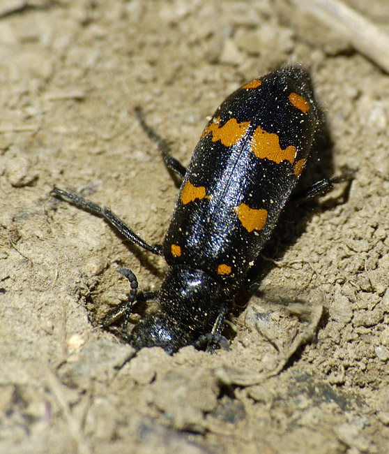 Réf. 33061 — INSECTA > Coleoptera > Meloidae > Hycleus polymorphus ...