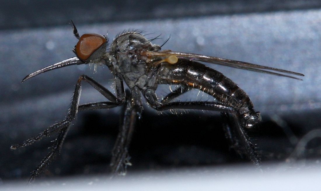 Réf. 33376 — INSECTA > Diptera > Empididae > Empis (Empis) prodromus ...