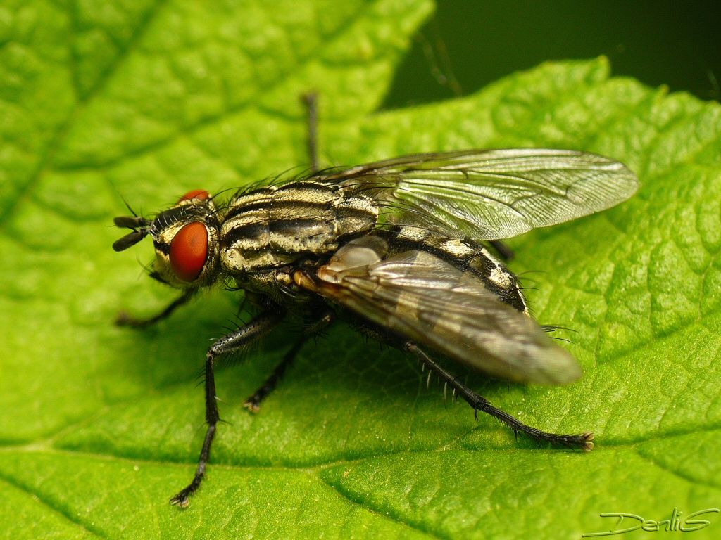 Réf. 33111 — INSECTA > Diptera > Sarcophagidae > Sarcophaga sp. - www ...