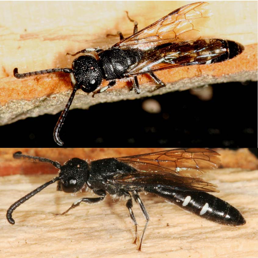 Sapyga (Sapyga) quinquepunctata (Insecta, Hymenoptera, Sapygidae) - www ...