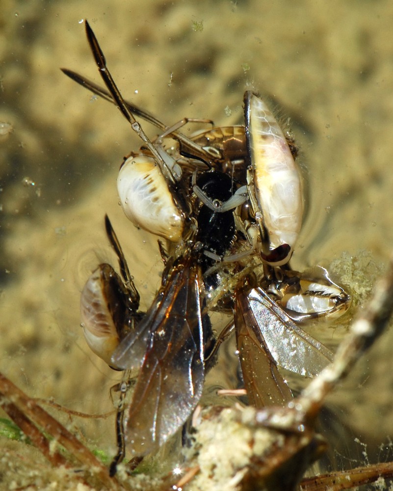 Réf. 33964 — INSECTA > Heteroptera > Notonectidae > Notonecta sp. - www ...