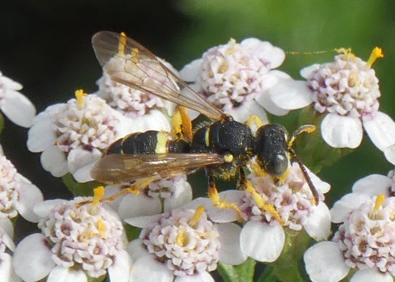 Réf. 330189 — INSECTA > Hymenoptera > Philanthidae > Cerceris ...