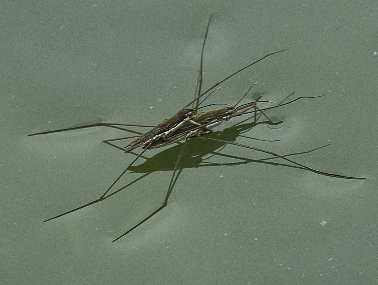 Réf. 330921 — INSECTA > Heteroptera > Gerridae > Aquarius paludum - www ...