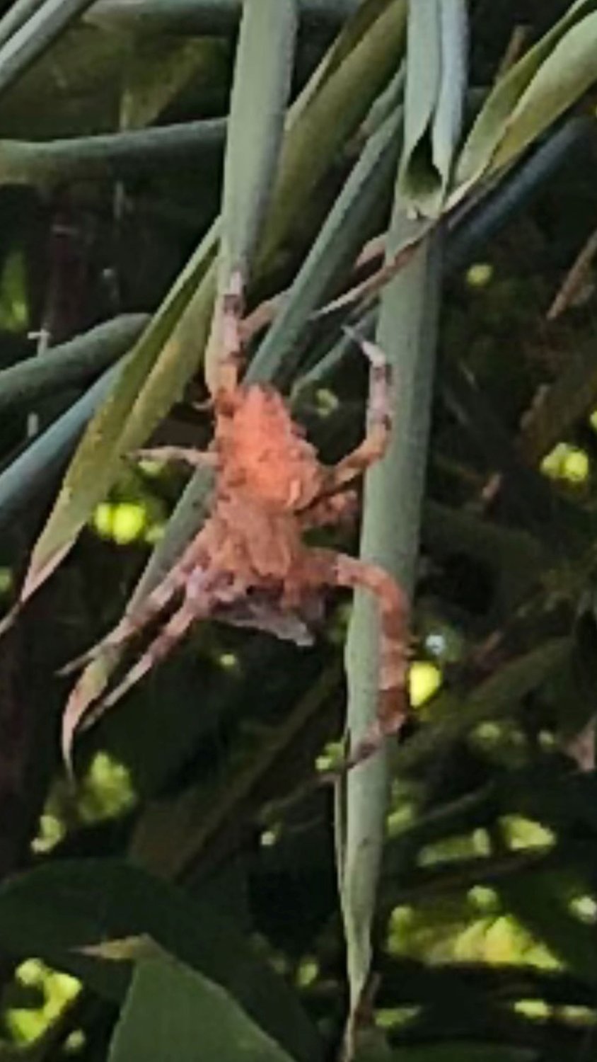 Réf. 330634 — ARACHNIDA > Araneae > Araneidae > Araneus sp. - www ...