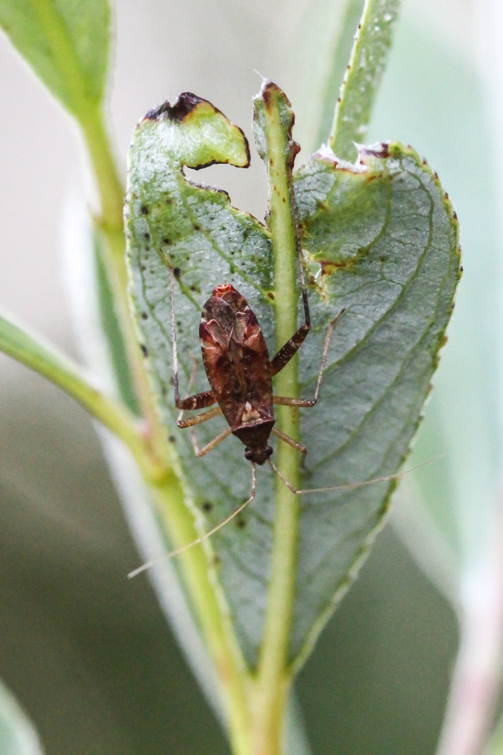 Réf. 330115 — INSECTA > Heteroptera > Miridae > Phytocoris sp. - www ...