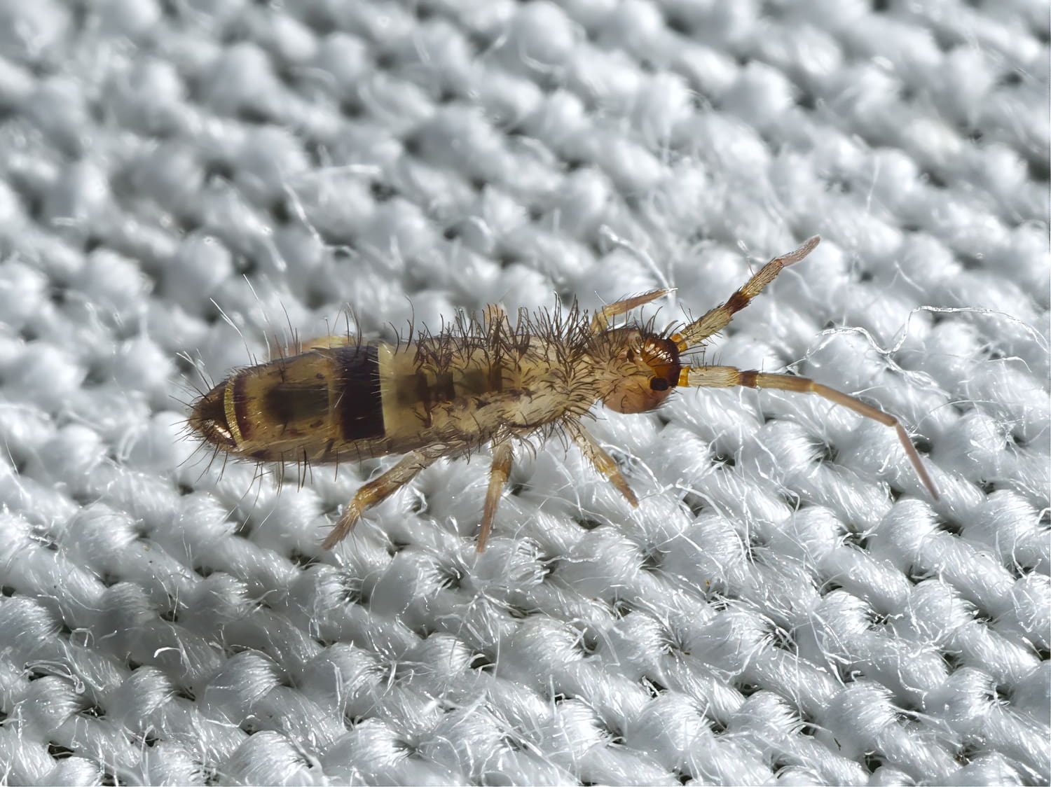Orchesella cincta (Entognatha, Collembola, Entomobryidae) - www.galerie ...