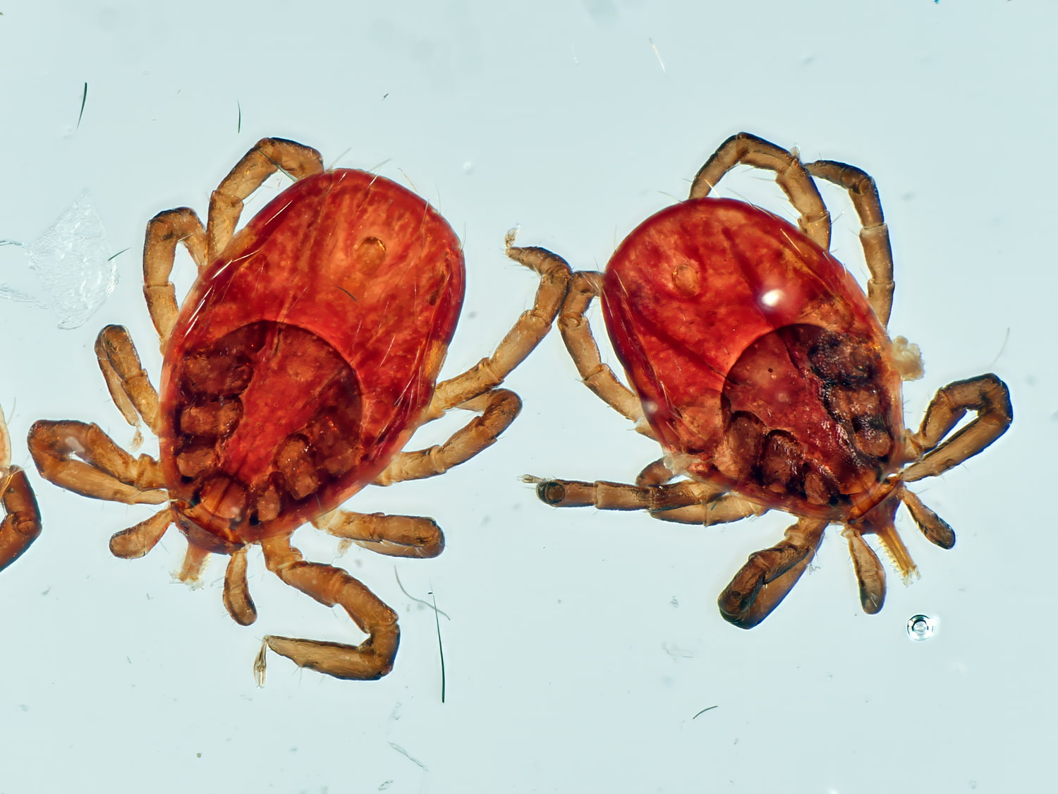 Réf. 330970 — ARACHNIDA > Ixodida > Ixodidae > Ixodes sp. - www.galerie-insecte.org