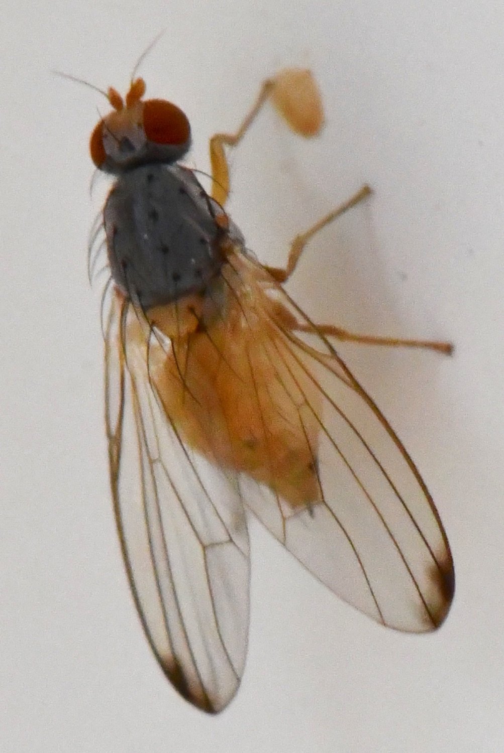 Réf. 330139 — INSECTA > Diptera > Pallopteridae > Palloptera ustulata ...