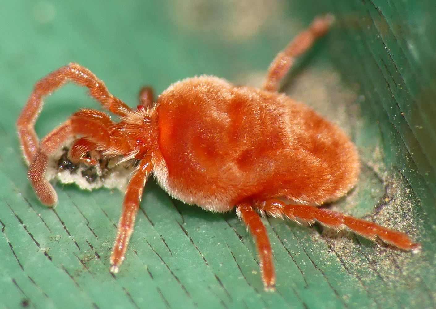 Réf. 330782 — ARACHNIDA > Prostigmata > Trombidiidae > Allothrombium sp ...