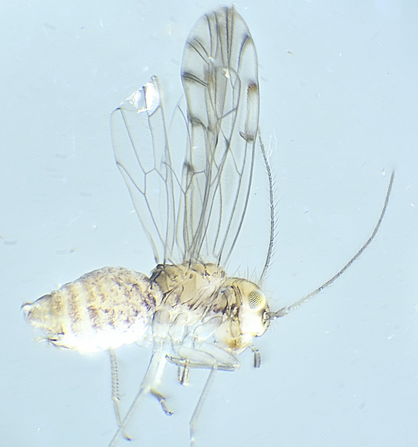 Réf. 330963 — INSECTA > Psocoptera > Ectopsocidae > Ectopsocus petersi ...