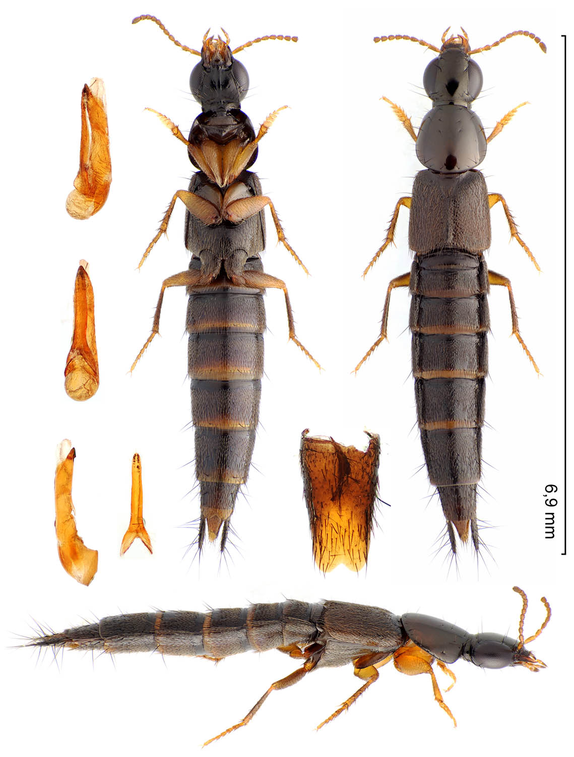 Réf. 330025 — INSECTA > Coleoptera > Staphylinidae > Quedius (Raphirus ...