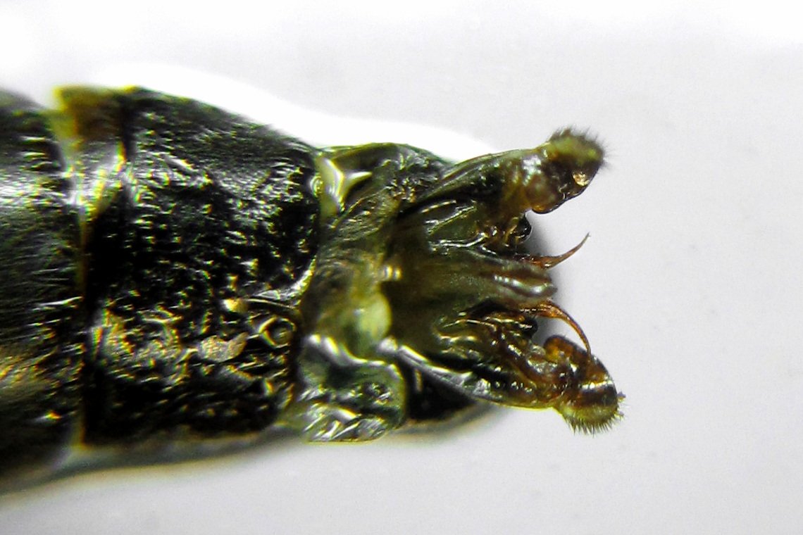 Réf. 331803 — INSECTA > Hymenoptera > Tenthredinidae > Tenthredopsis ...