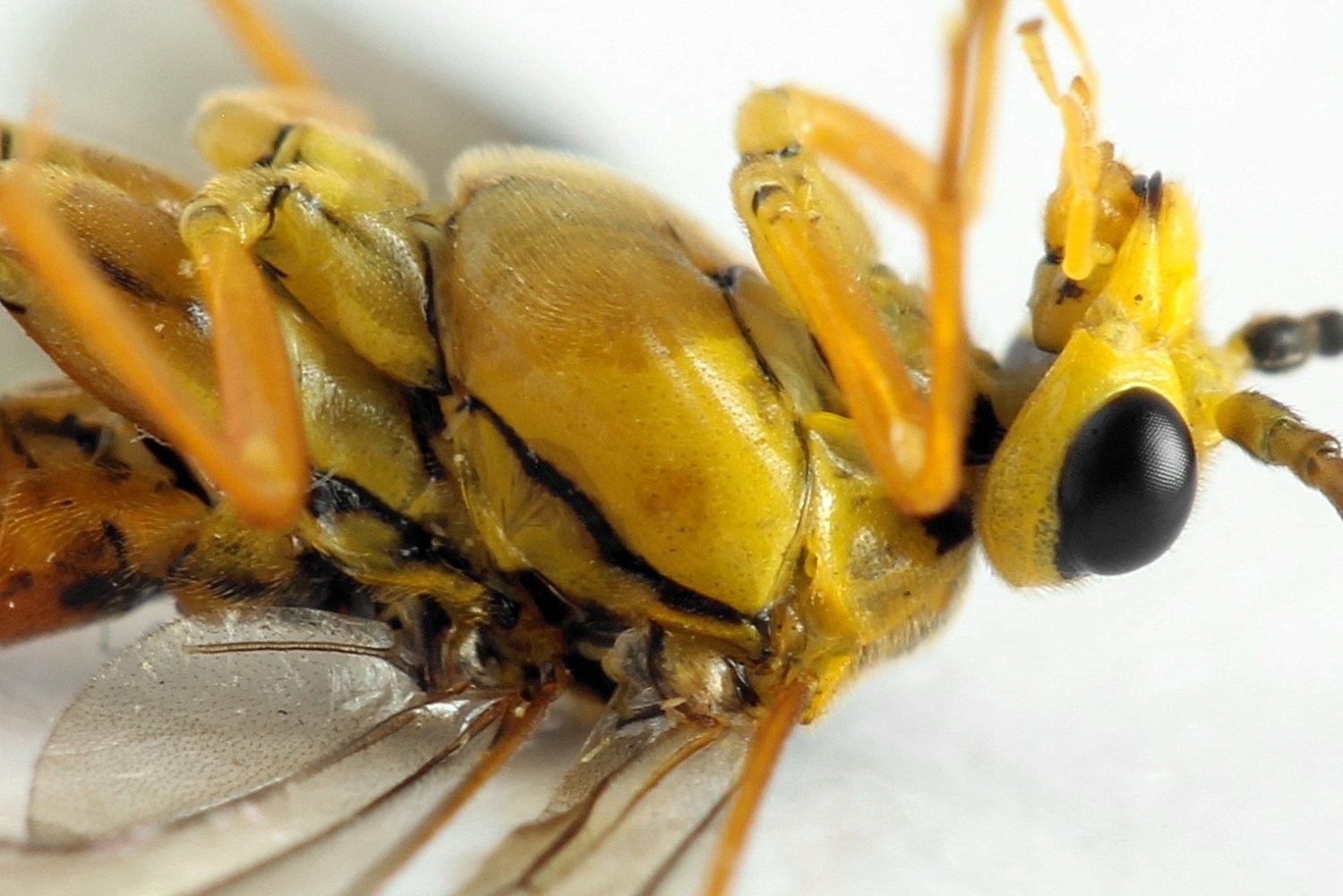 Réf. 331486 — INSECTA > Hymenoptera > Tenthredinidae > Tenthredopsis ...