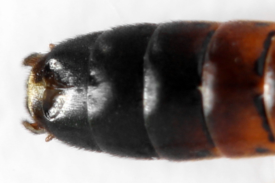 Réf. 331488 — INSECTA > Hymenoptera > Tenthredinidae > Tenthredopsis ...