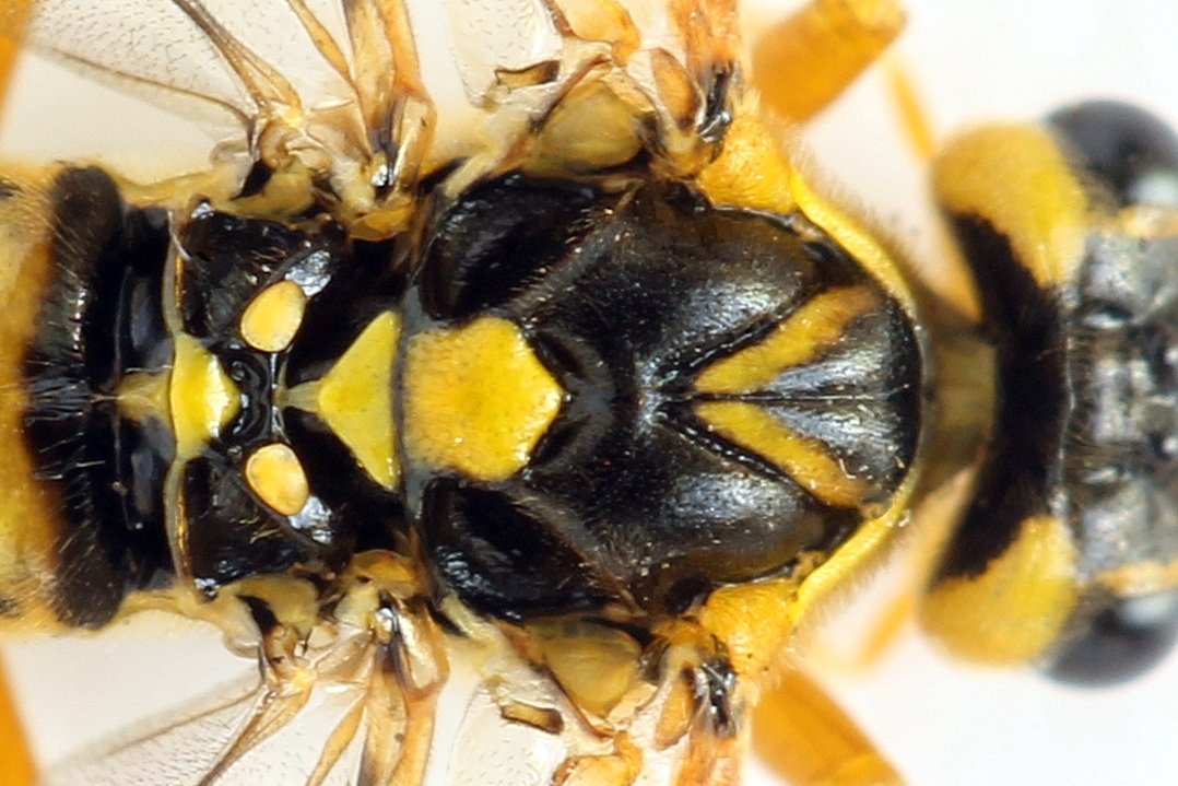 Réf. 331789 — INSECTA > Hymenoptera > Tenthredinidae > Tenthredopsis ...