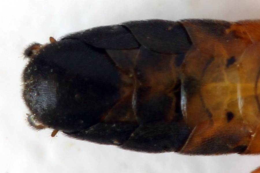 Réf. 331801 — INSECTA > Hymenoptera > Tenthredinidae > Tenthredopsis ...