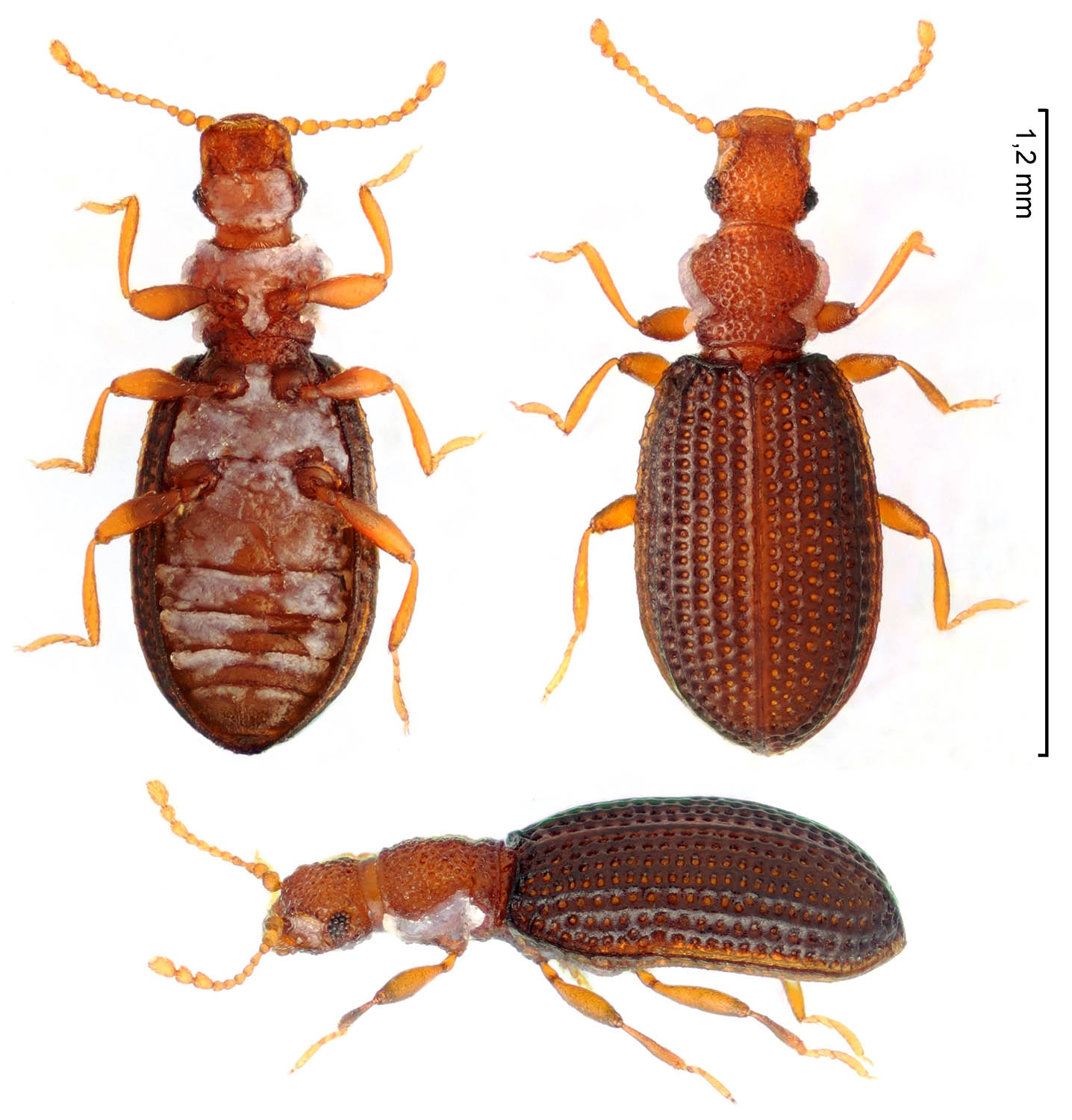Réf. 331748 — INSECTA > Coleoptera > Latridiidae > Dienerella ...