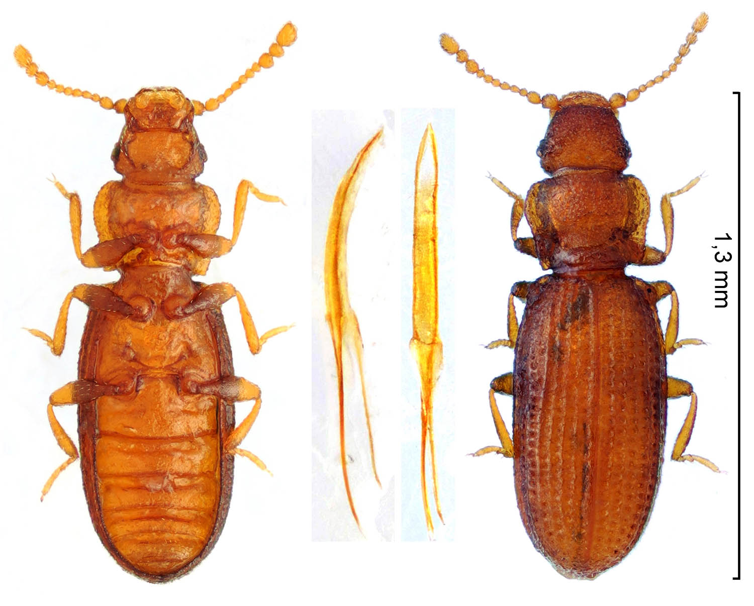 Réf. 331749 — INSECTA > Coleoptera > Latridiidae > Dienerella ...