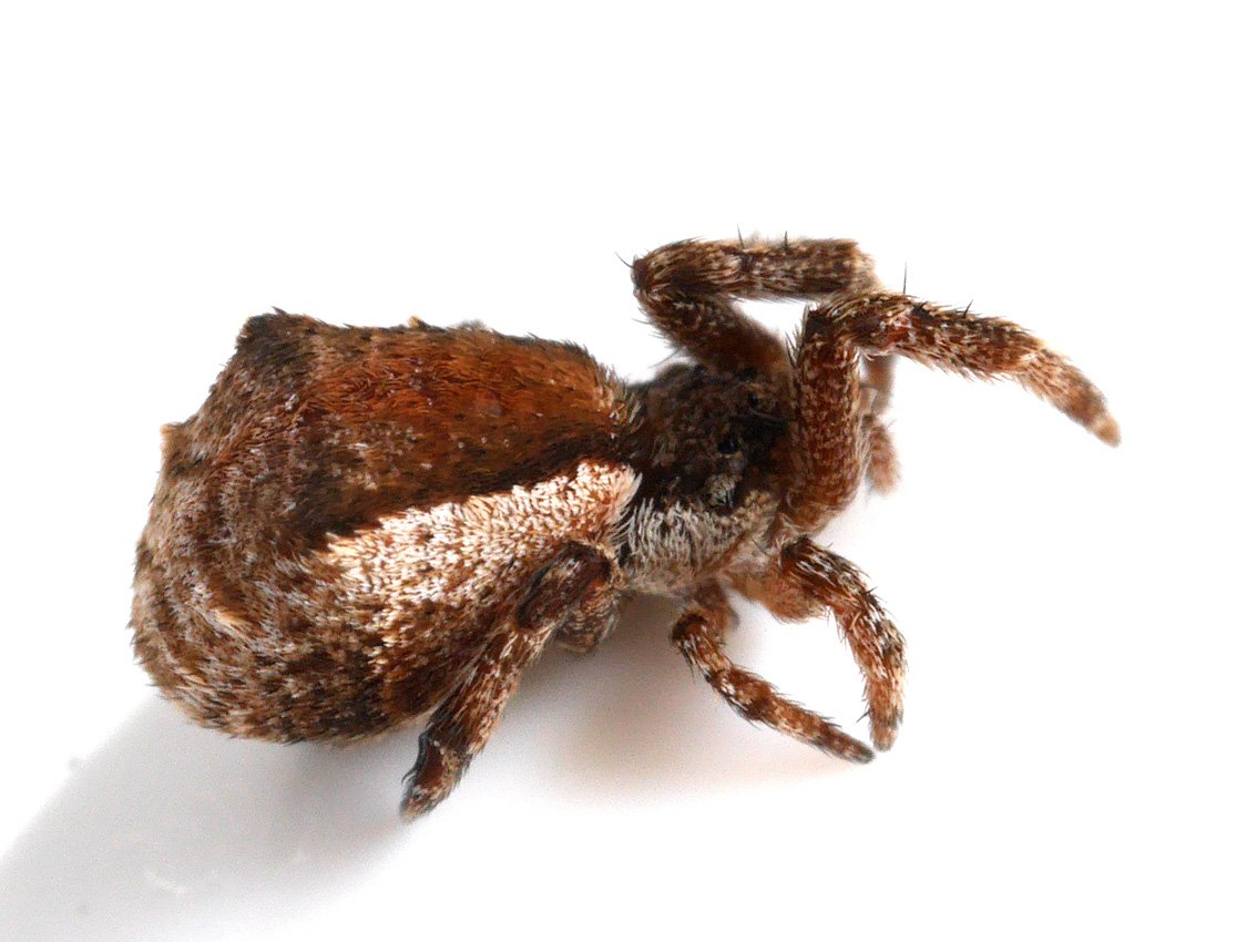 Réf. 331746 — ARACHNIDA > Araneae > Uloboridae > Hyptiotes paradoxus ...