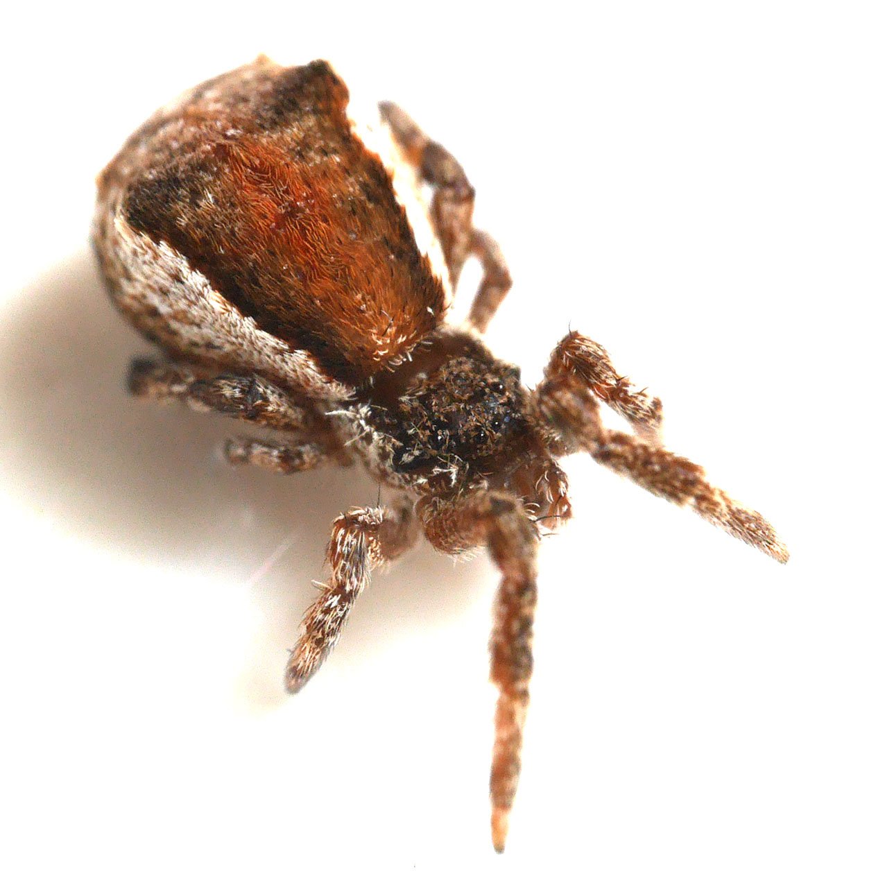 Réf. 331745 — ARACHNIDA > Araneae > Uloboridae > Hyptiotes paradoxus ...