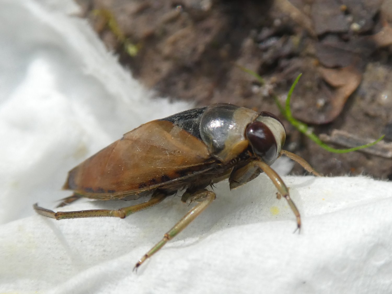 Réf. 332687 — INSECTA > Heteroptera > Notonectidae > Notonecta ...