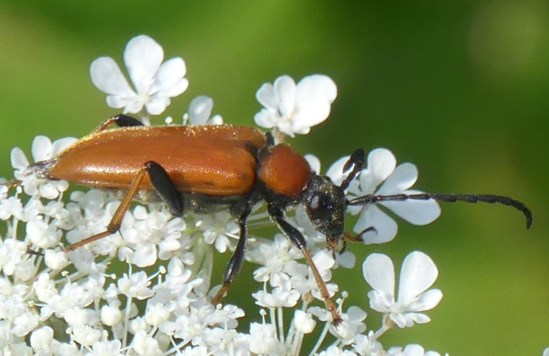Réf. 332860 — INSECTA > Coleoptera > Cerambycidae > Stictoleptura ...
